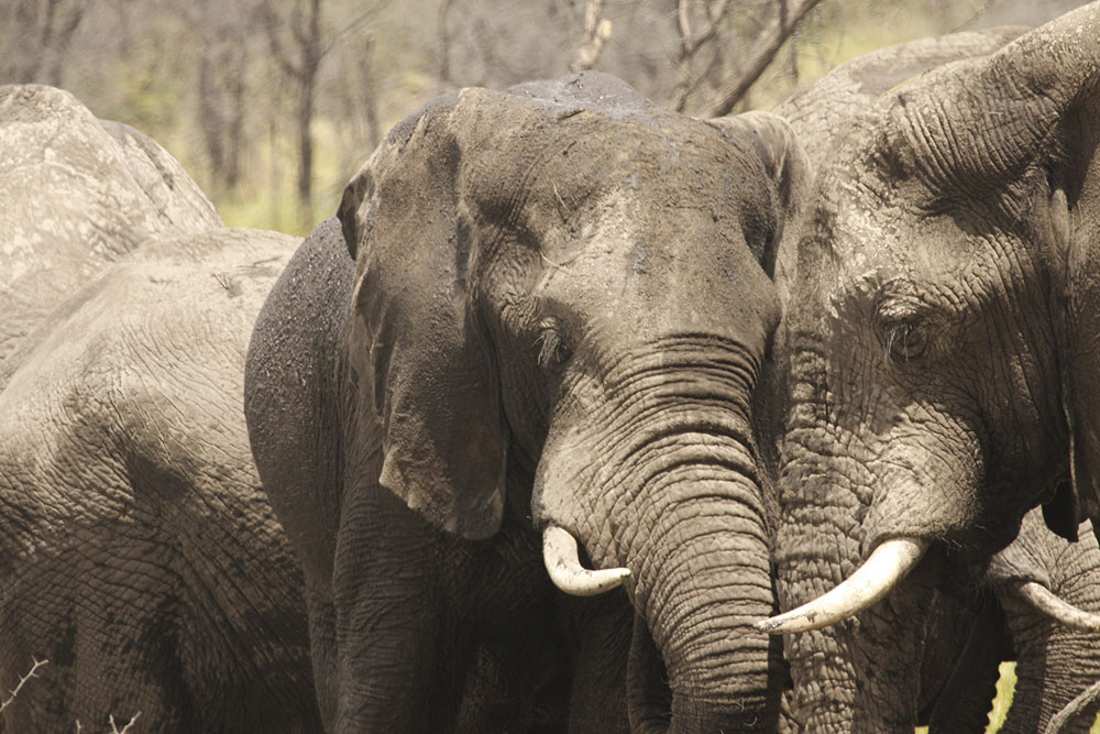 vision1-zoom - Elephants For Africa
